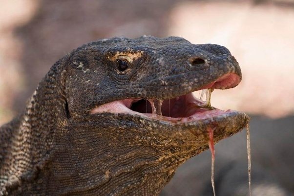 Salmonella Lizards Salmonella Lizards